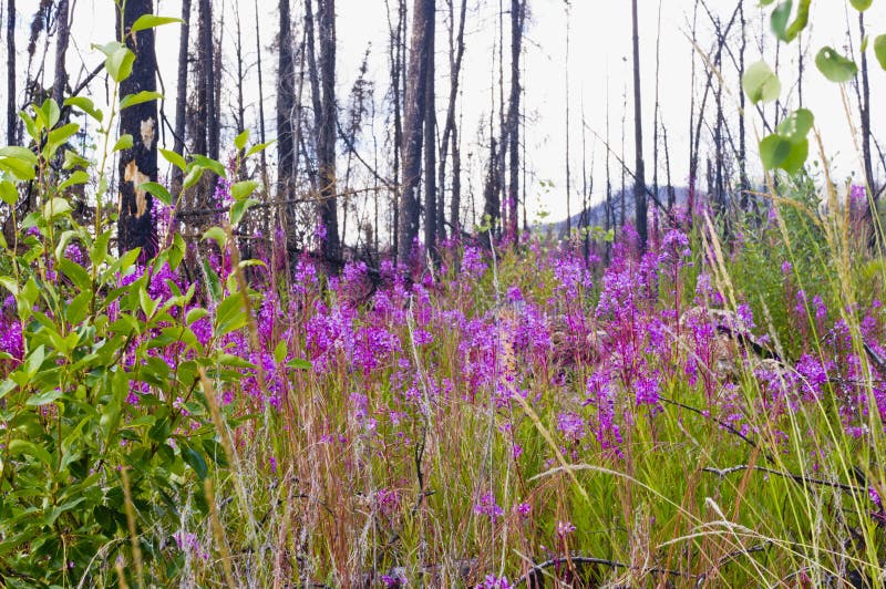 Fireweed Blooming after Forest Fire Stock Image - Image of blooming ...