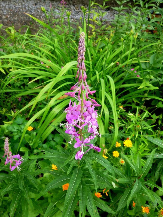 Fireweed Blooming in the Garden. Stock Photo - Image of gardening ...
