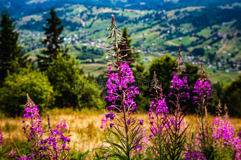 Fireweed Blooms Against Backdrop Mountains Stock Photos - Free ...