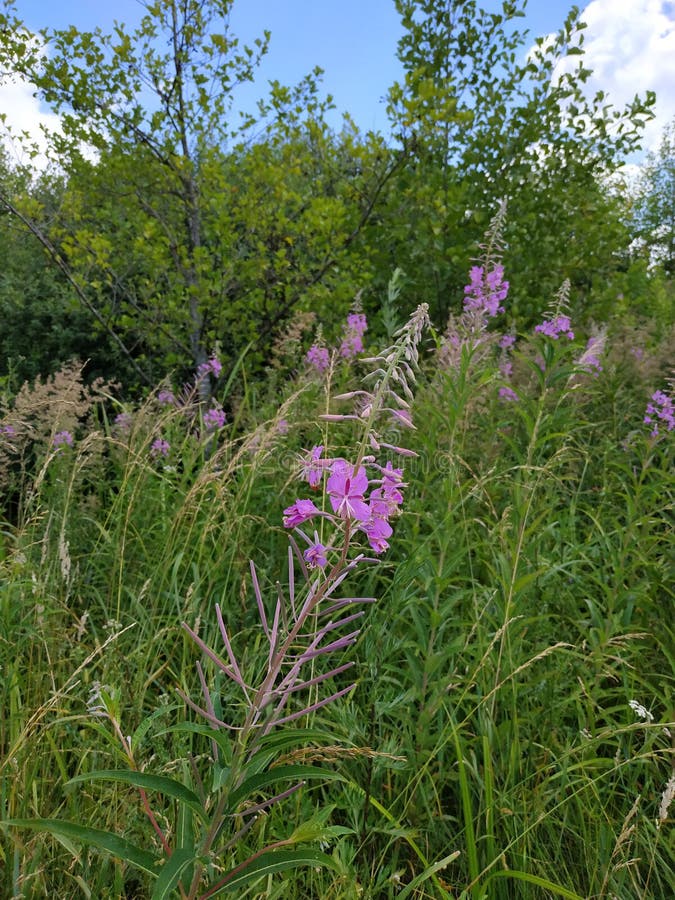 Fireweed on Blue Sky Background with Clouds Stock Photo - Image of ...