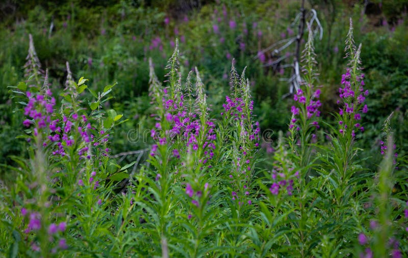 Fireweed Plant Flower stock photo. Image of purple, malopolska - 196748522