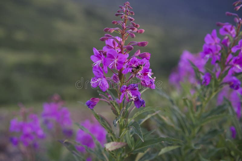Fireweed stock photo. Image of beautiful, alaskan, detail - 74468896