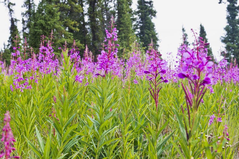 Fireweed stock photo. Image of wilderness, nature, canada - 98319330