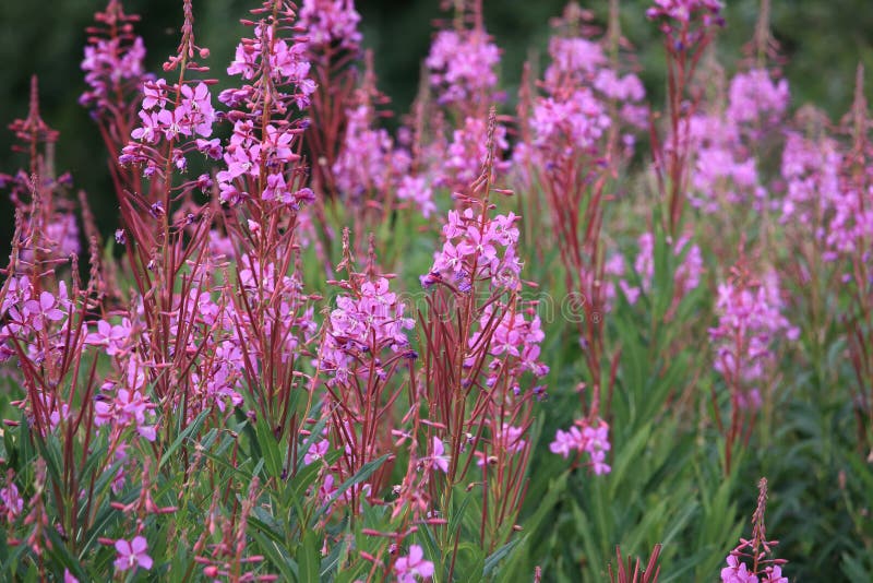 Fireweed stock photo. Image of nature, fireweed, wildflower - 75101336