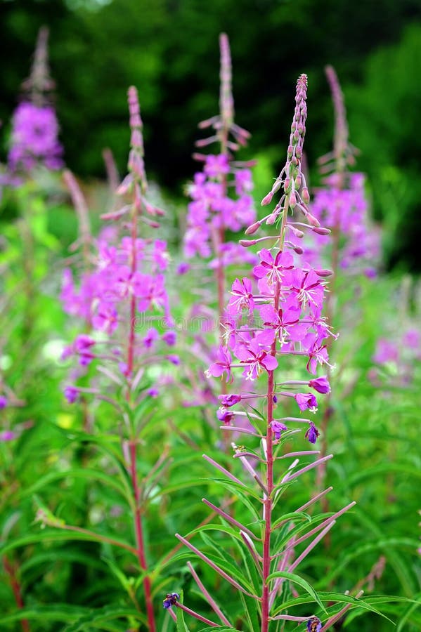 Edible Fireweed in the Spring Stock Photo - Image of grass ...