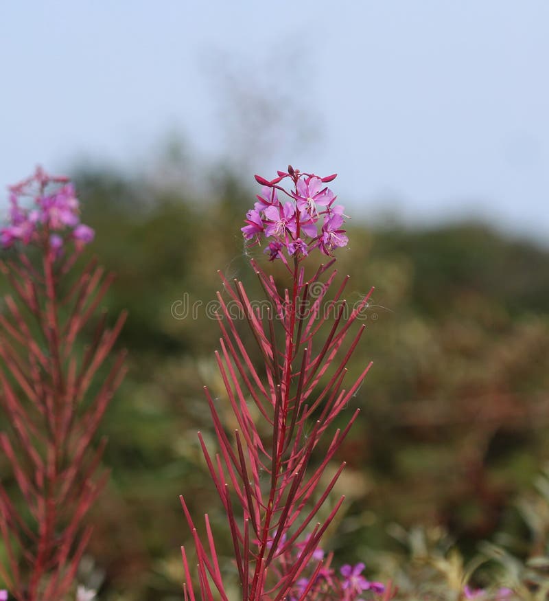 Fireweed Flower in Spring Meadow Stock Image - Image of shadow ...
