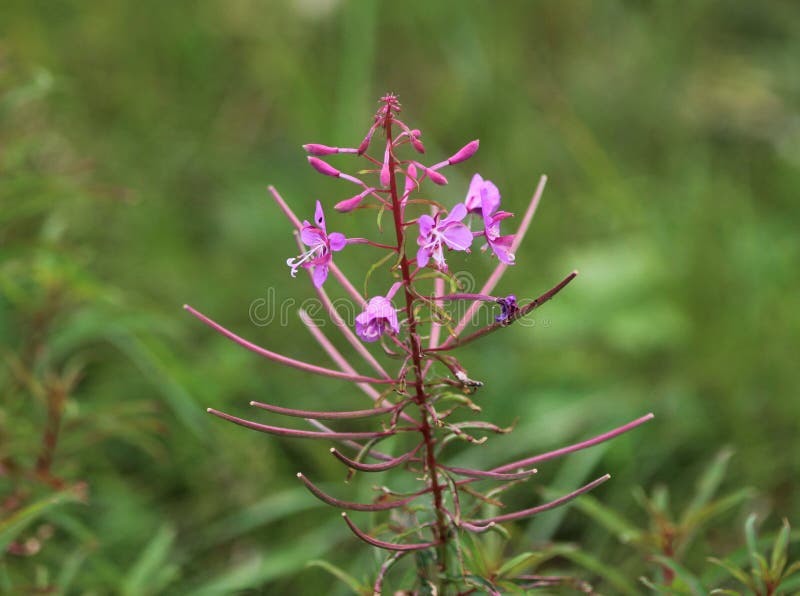 Fireweed flower stock photo. Image of flora, field, environment - 99095824
