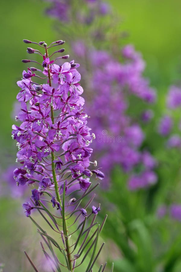 Fireweed flower stock image. Image of rosebay, flowers - 49070165