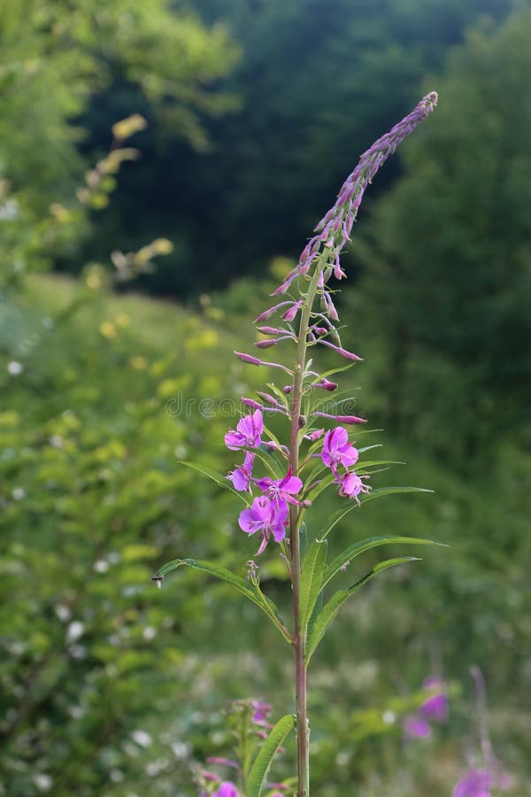 Fireweed flower stock photo. Image of natural, floral - 235956680
