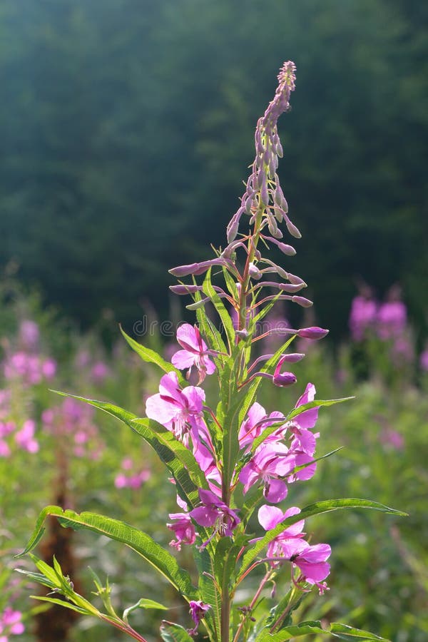 Fireweed flower stock image. Image of white, field, flower - 235956697