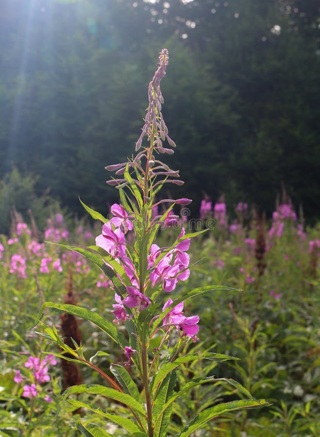 Fireweed flower stock photo. Image of summer, plant - 235956714