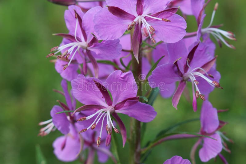 Fireweed flower stock photo. Image of natural, petal - 236136146