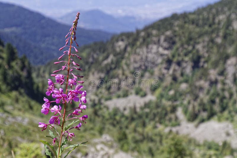 Fireweed Flower in Spring Meadow Stock Image - Image of shadow ...