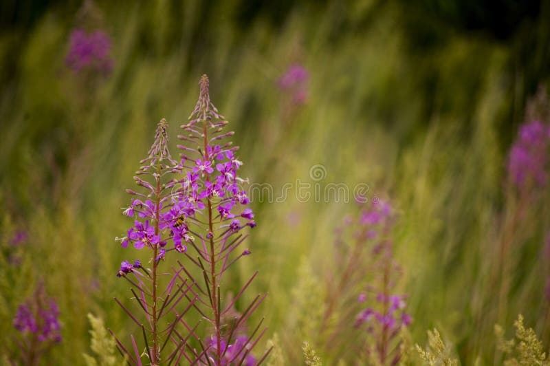 Fireweed Flower in Spring Meadow Stock Photo - Image of botanical ...