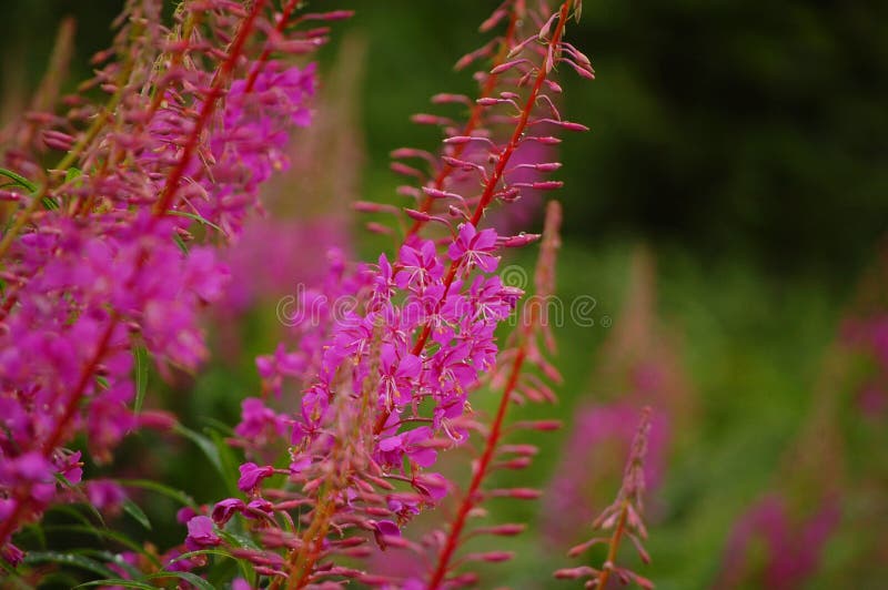 Fireweed Flower in Spring Meadow Stock Image - Image of shadow ...