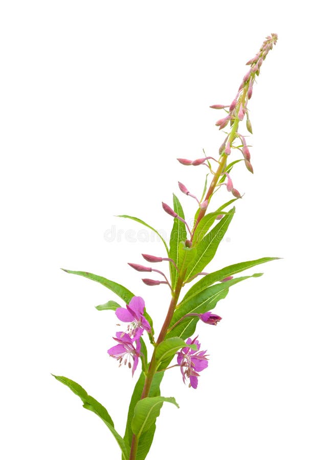 Fireweed stock image. Image of willow, fireweed, angustifolium - 42183473