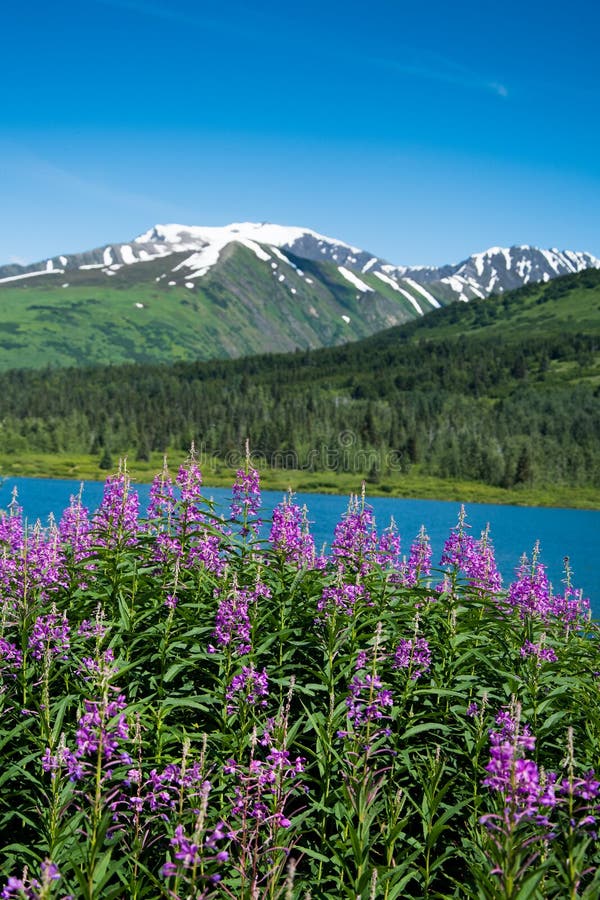 Fireweed and Lake in Alaska Stock Photo - Image of wild, outdoors: 96950944