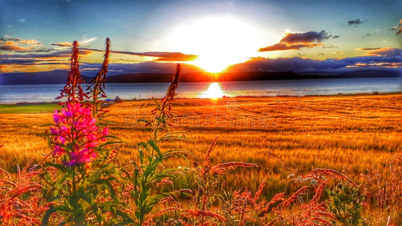 Fireweed Glowing in the Setting Sun Stock Photo - Image of skies ...