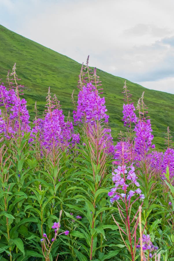 7,221 Fireweed Stock Photos - Free & Royalty-Free Stock Photos from ...