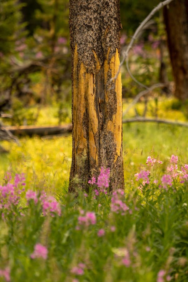 Fireweed Grows at the Base of a Rubbing Tree in Summer Stock Image ...