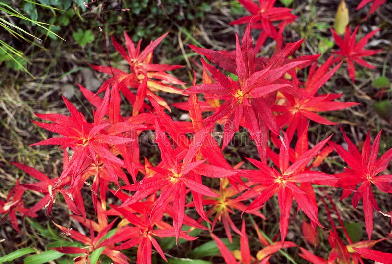 Fireweed Plants and Flowers, Epilobium Angustifolium Stock Photo ...