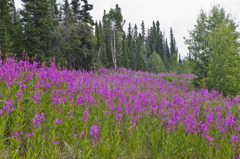 110 Fireweed Yukon Stock Photos - Free & Royalty-Free Stock Photos from ...