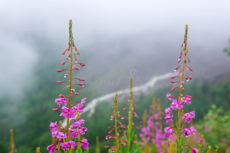 Fireweed on a Mountain Slope Inside a Cloud Stock Image - Image of ...