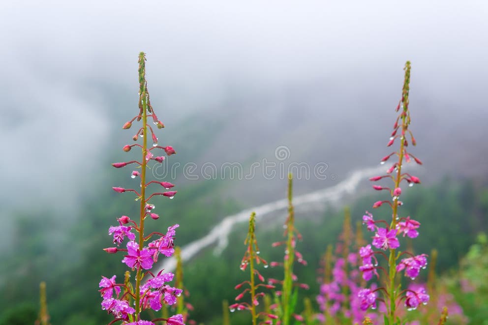 Fireweed on a Mountain Slope Inside a Cloud Stock Photo - Image of hill ...