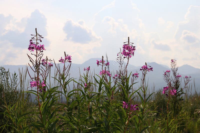 Fireweed with Mountains in the Background Stock Image - Image of ...
