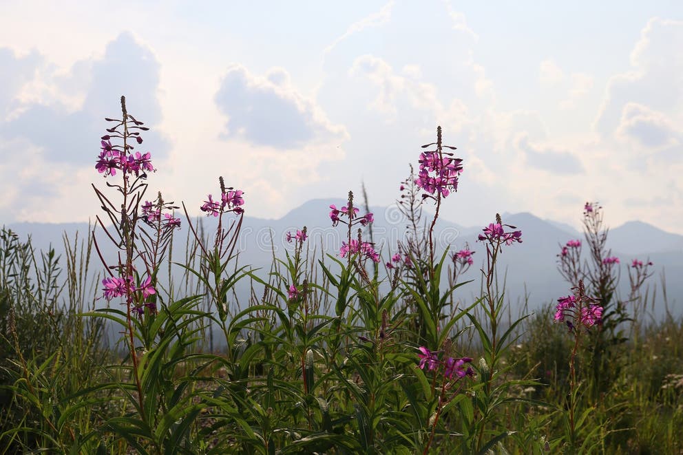 Fireweed with Mountains in the Background Stock Image - Image of ...