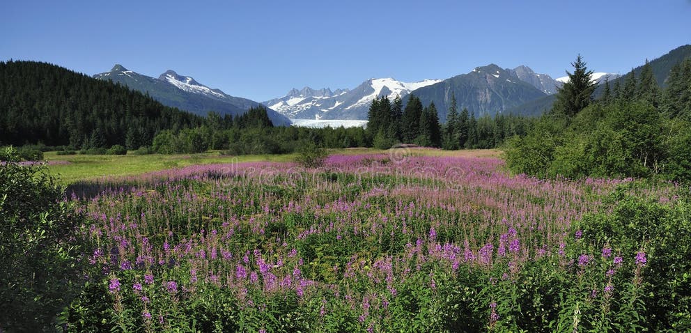 228 Fireweed Alaska Mountains Stock Photos - Free & Royalty-Free Stock ...