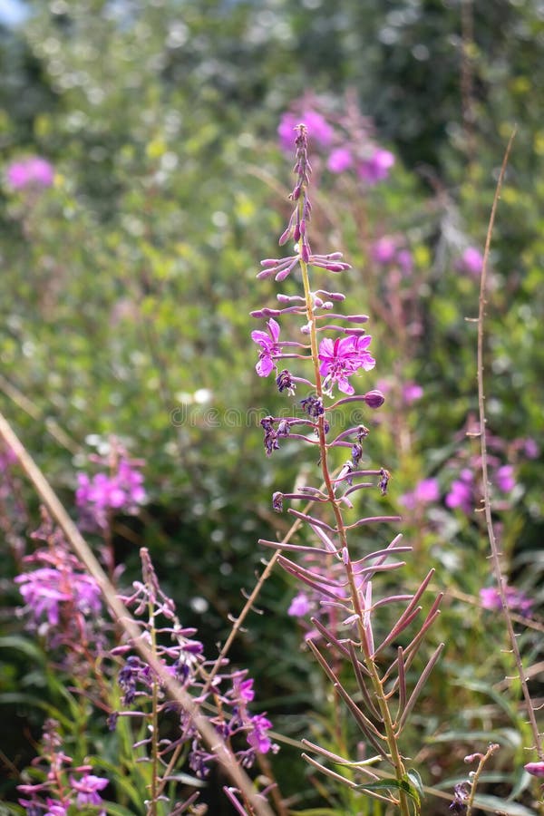 Fireweed Near Donnelly Dome in Alaska Stock Photo - Image of alaska ...