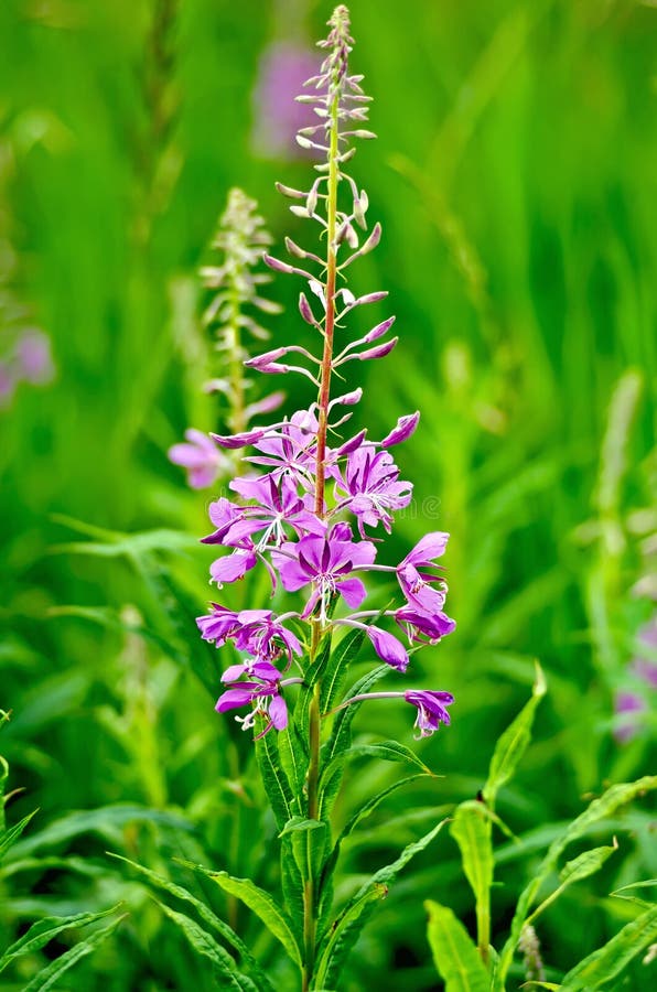 7,026 Fireweed Stock Photos - Free & Royalty-Free Stock Photos from ...