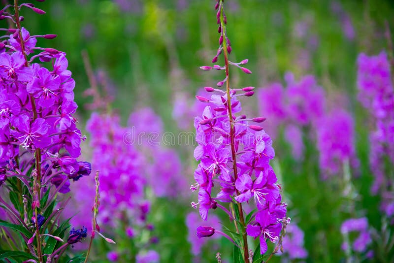 Fireweed in a Meadow in Alaska Stock Photo - Image of mountain, summer ...