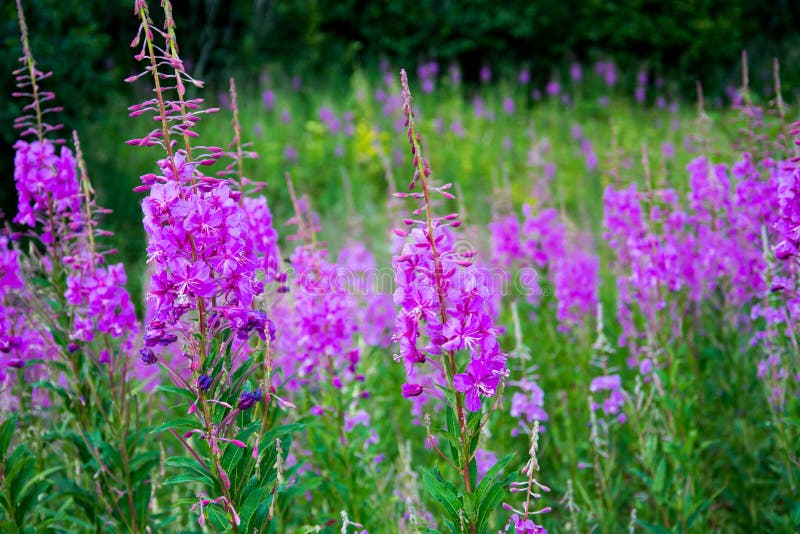 Fireweed in a Meadow in Alaska Stock Image - Image of summer, meadow ...