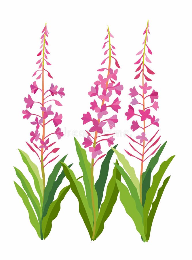 Fireweed Plant. Medicinal Useful Plant Ivan-Chai Stock Vector ...