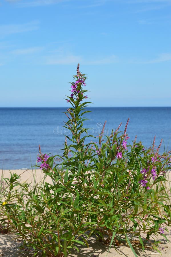 Fireweed on the Shore of the Lake Stock Image - Image of outdoor ...