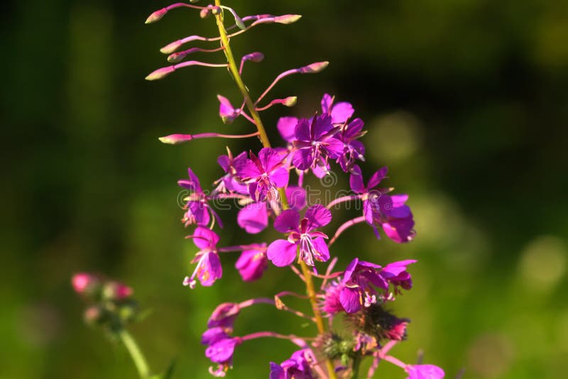 Fireweed. Wild flower. stock photo. Image of season, angustifolium ...