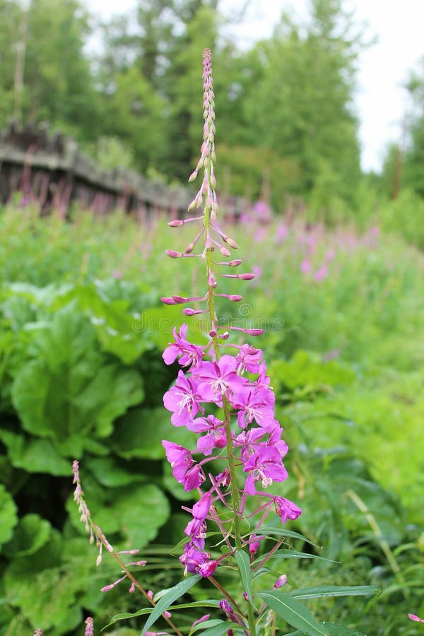 Fireweed a Wildflower in Alaska Stock Photo - Image of wasilla, herb ...