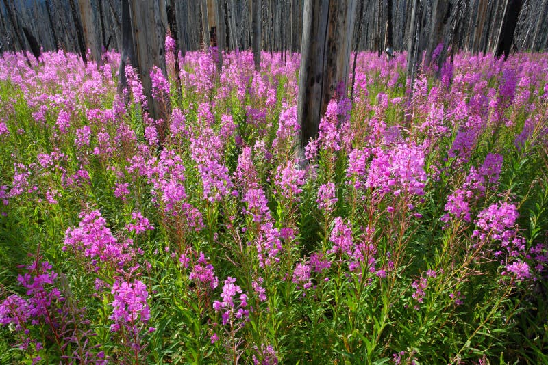 Fireweed Wildflowers in a Burnt Forest Stock Image - Image of dead ...