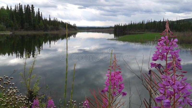 Fireweeds Over Minto Lake, Yukon Territory, Canada Stock Photo - Image ...