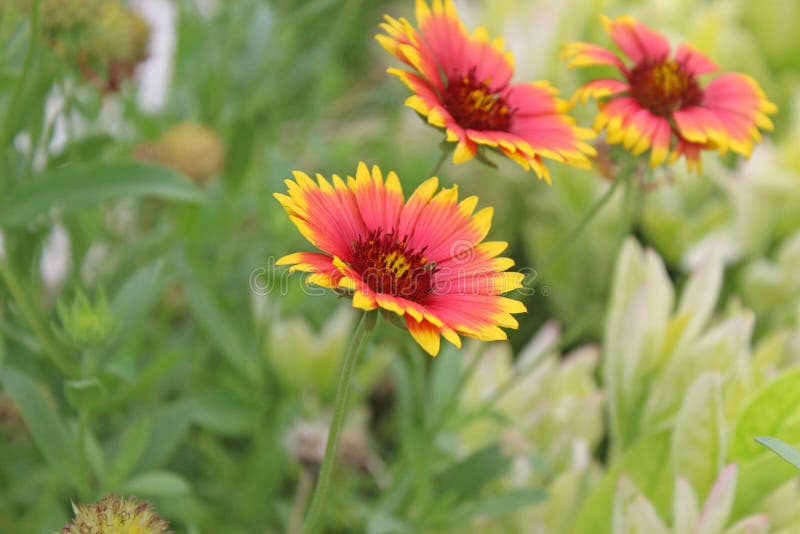 Firewheel Flowers Growing in the Green Field Stock Image - Image of ...