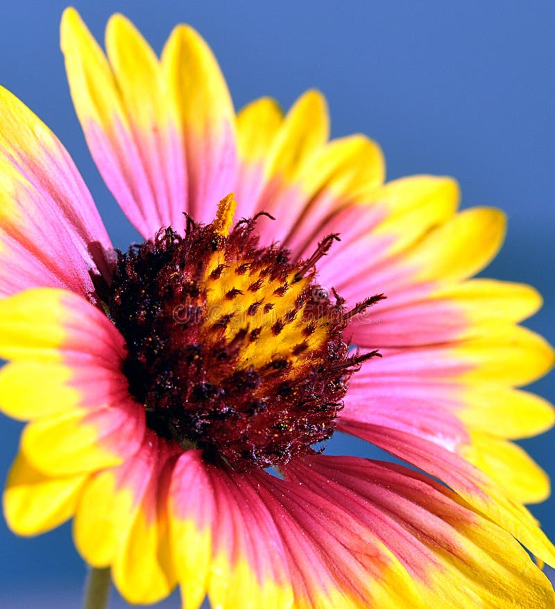 Firewheel Wildflower stock image. Image of blossom, beauty - 18915069