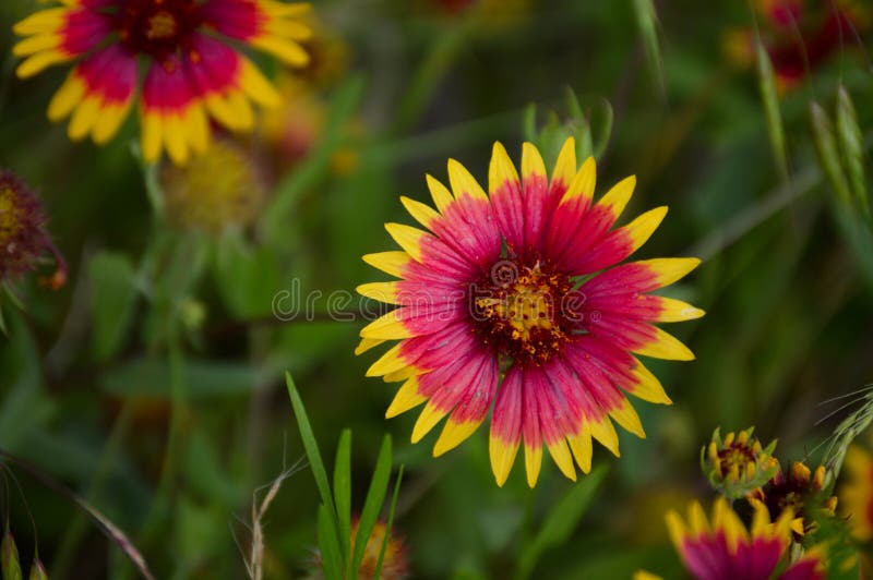 Firewheel flowers stock image. Image of roadside, blanket - 71984679