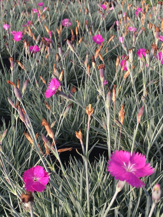 Firewitch dianthus stock photo. Image of full, dianthus - 70370248