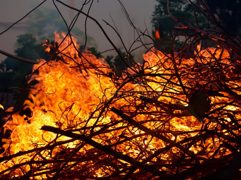 Firewood and Branches Burn in the Fire Stock Illustration ...