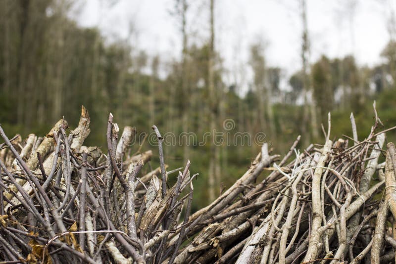 Firewood branches forest stock photo. Image of holiday - 46138390