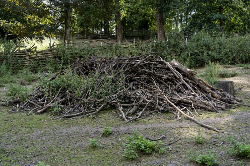 Firewood, Branches of Wood Collected for Large Fire Stock Photo - Image ...