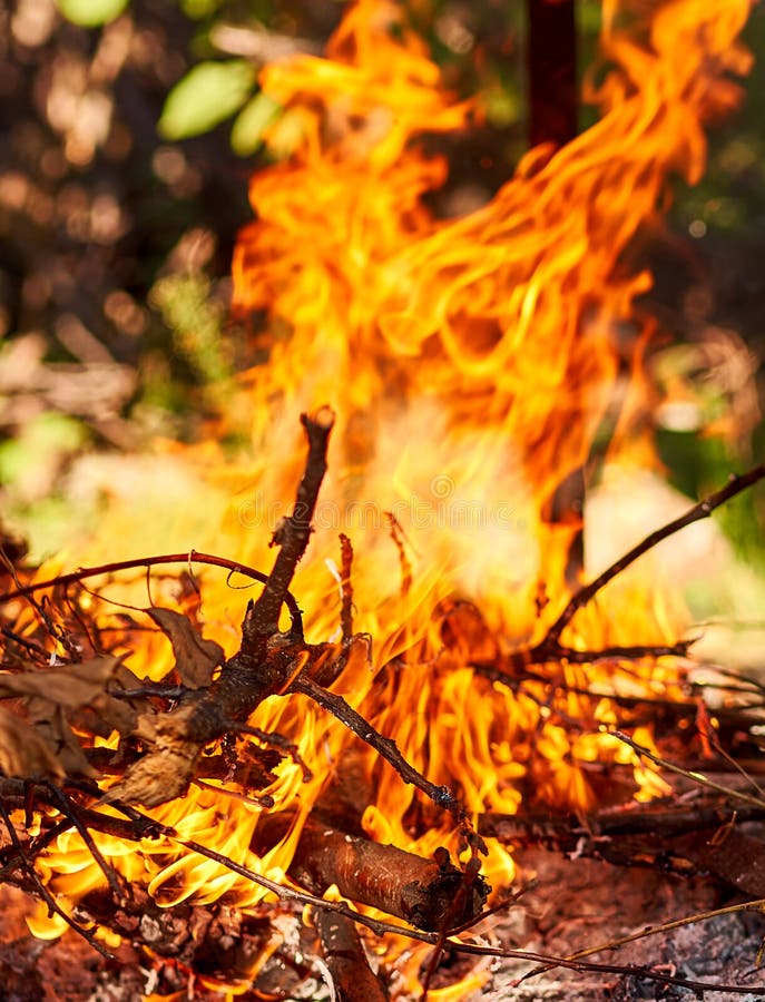 Firewood Burns with a Bright Hot Flame, a Fire Stock Image - Image of ...