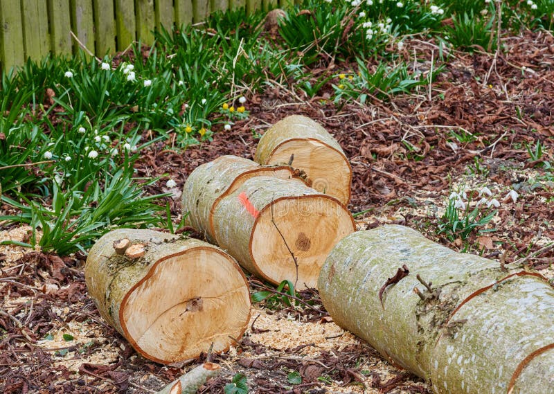 Firewood of Chestnut Tree. Chestnut Tree - Very Fine Firewood. Clearing ...